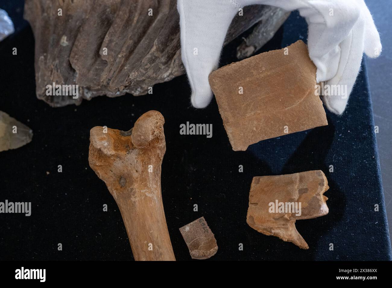 25 April 2024, Saxony-Anhalt, Halle (Saale): Fragments of turtle shells ...