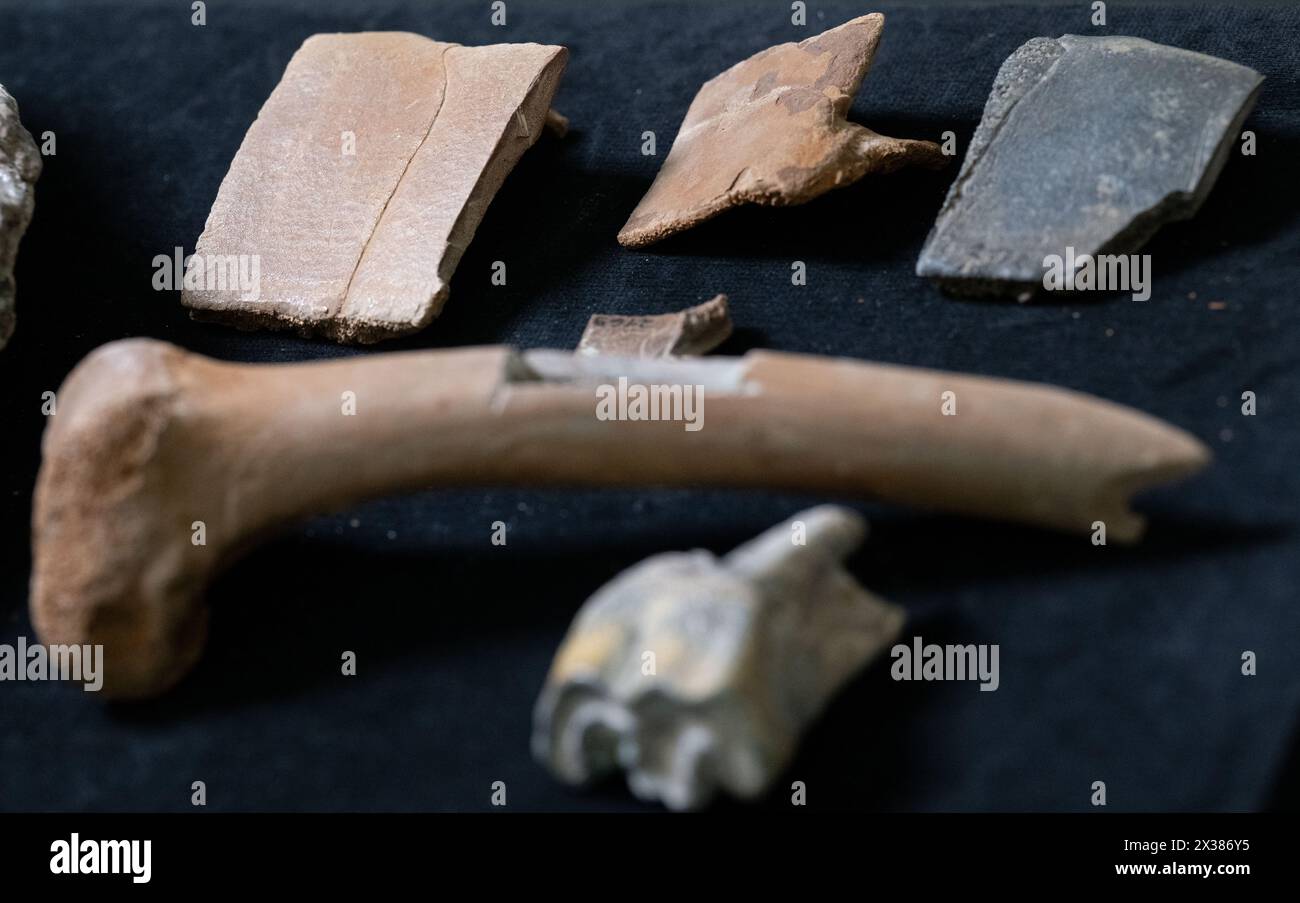 25 April 2024, Saxony-Anhalt, Halle (Saale): Fragments of turtle shells ...