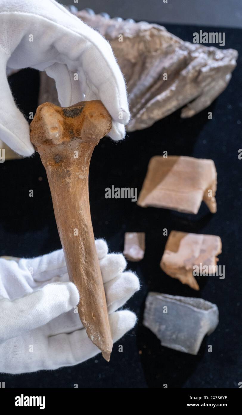 25 April 2024, Saxony-Anhalt, Halle (Saale): Fragments of turtle shells ...