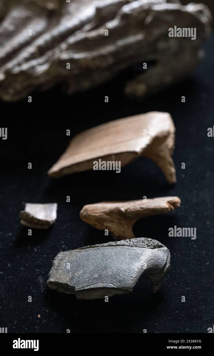 25 April 2024, Saxony-Anhalt, Halle (Saale): Fragments of turtle shells ...