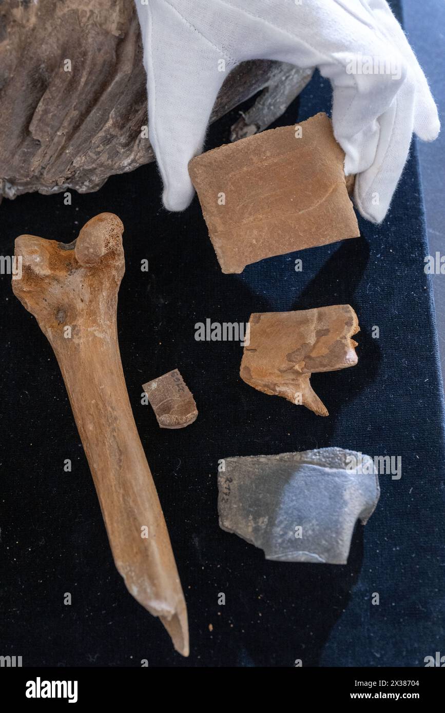 25 April 2024, Saxony-Anhalt, Halle (Saale): Fragments of turtle shells ...