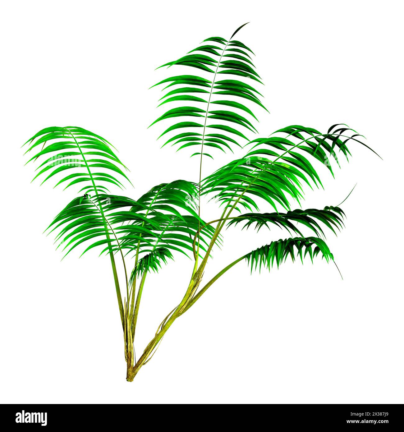 3D rendering of a green kentia palm tree or sentry palm or paradise ...