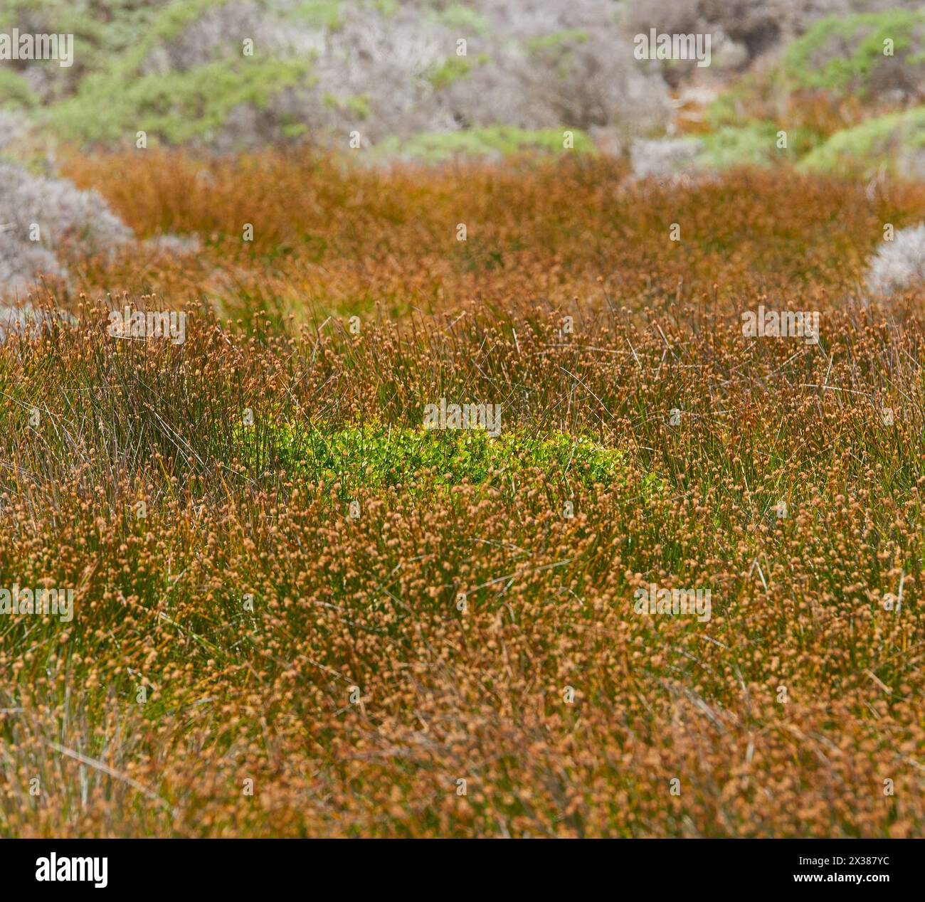 Nature, landscape and bush flowers in field with ecology, spring growth ...