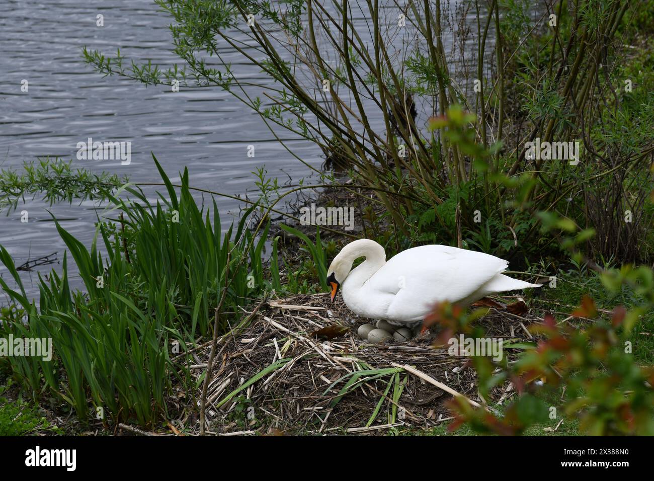 Swan on the nest Stock Photo - Alamy