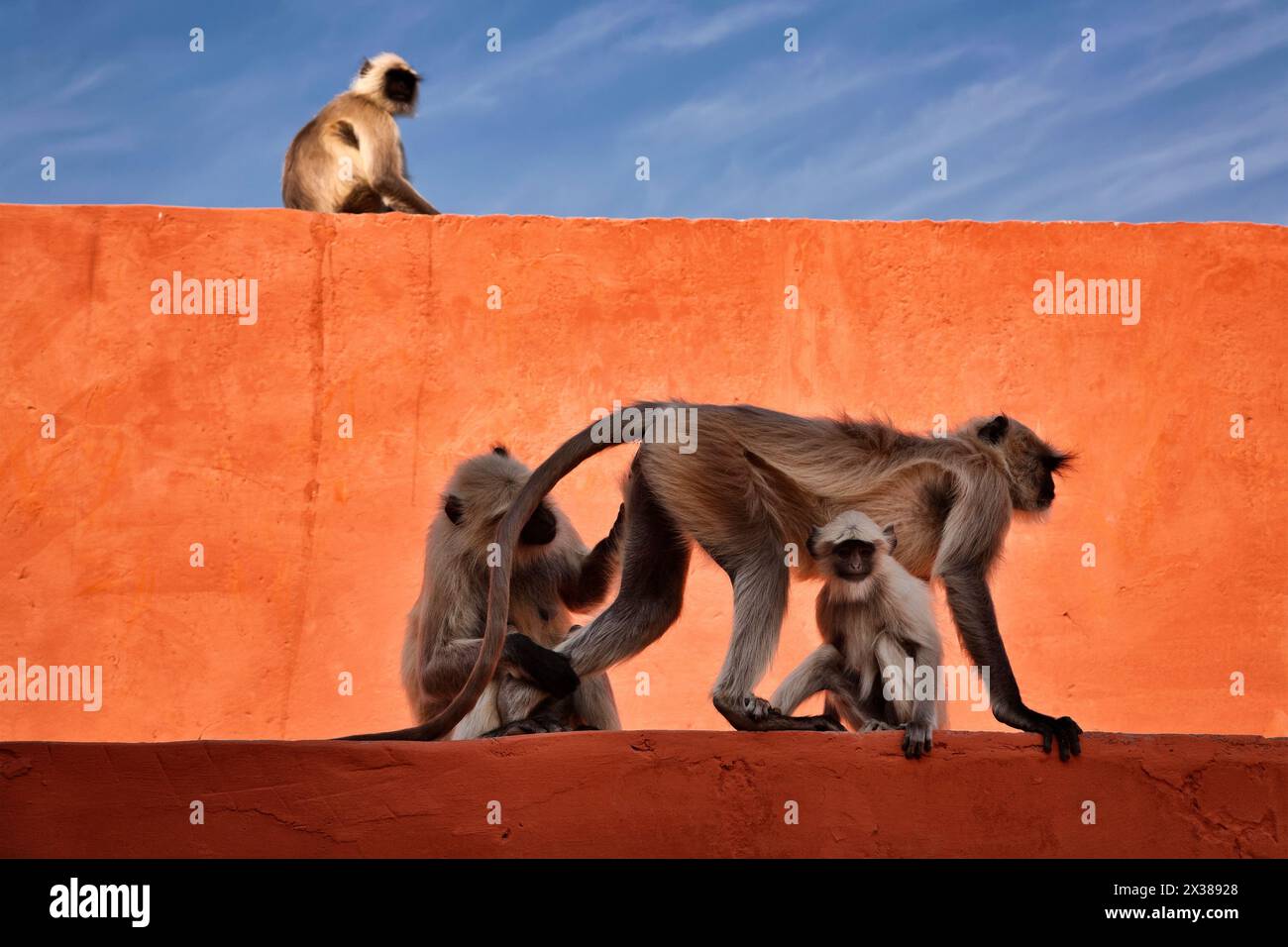 India, Rajasthan, Jaipur, indian monkeys at the Amber Fort Stock Photo ...