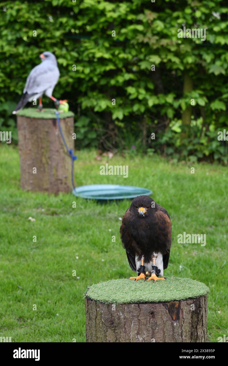 Hyper carnivorous birds hi-res stock photography and images - Alamy