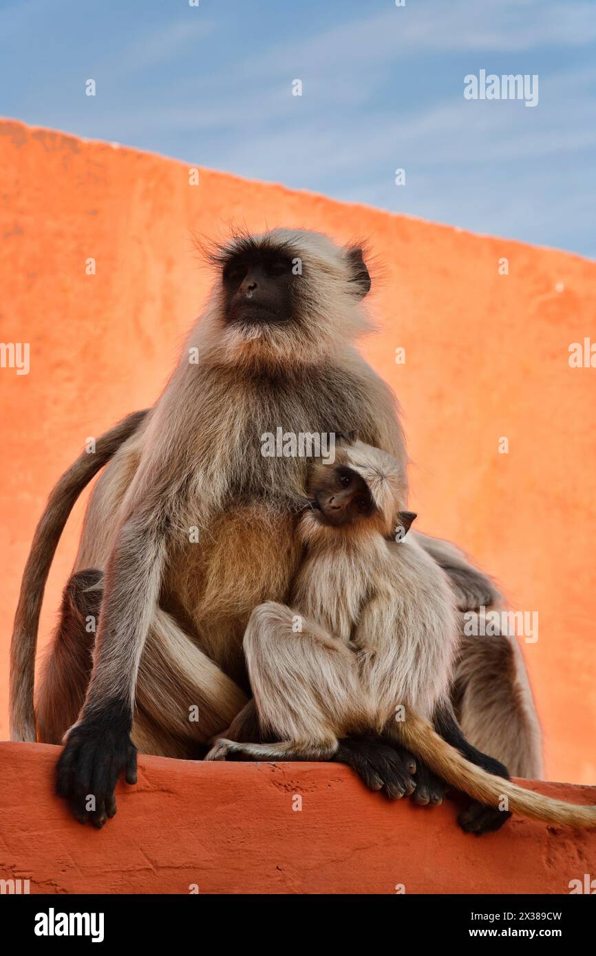 India, Rajasthan, Jaipur, indian monkeys at the Amber Fort Stock Photo ...