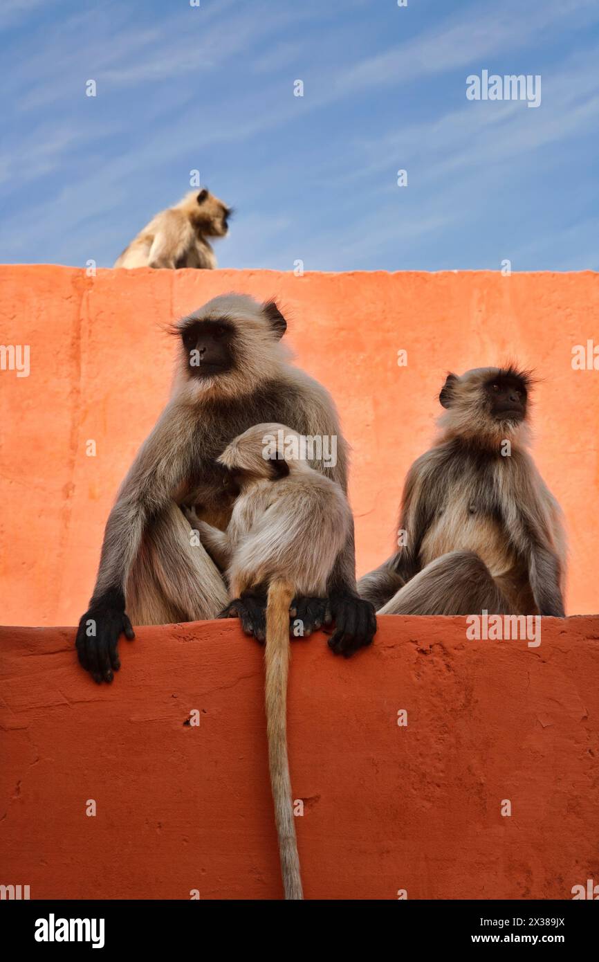 India, Rajasthan, Jaipur, indian monkeys at the Amber Fort Stock Photo ...