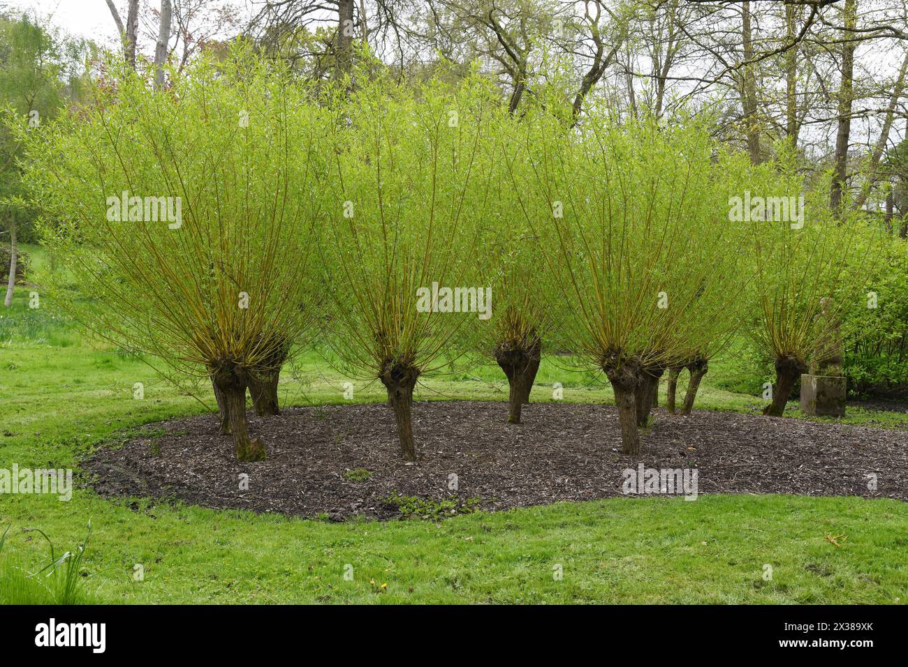 Willow tree branches Stock Photo - Alamy