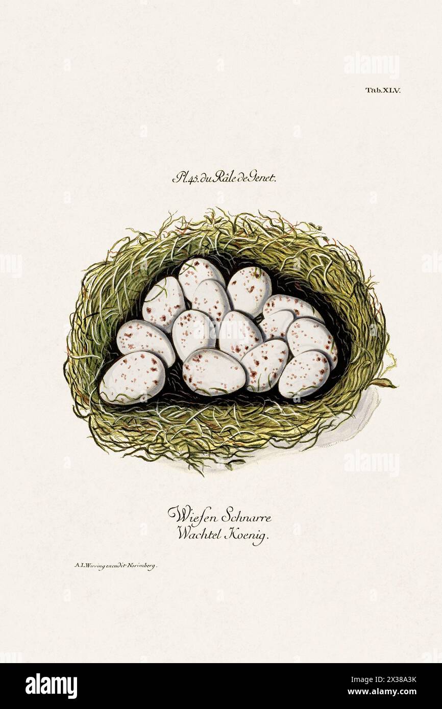 Vintage Bird Nest Illustration from a vintage book showcasing a ...