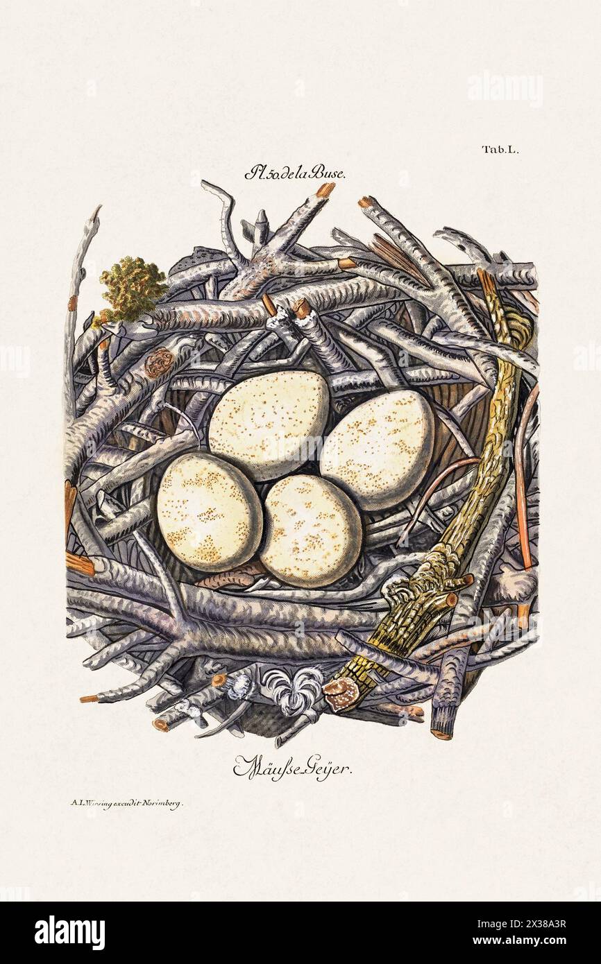 Vintage Bird Nest Illustration from a vintage book showcasing a ...