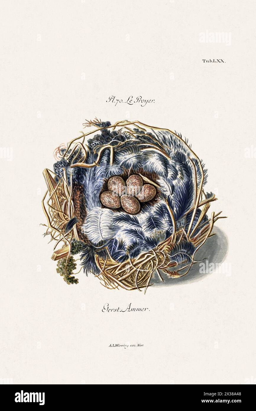 Vintage Bird Nest Illustration from a vintage book showcasing a ...
