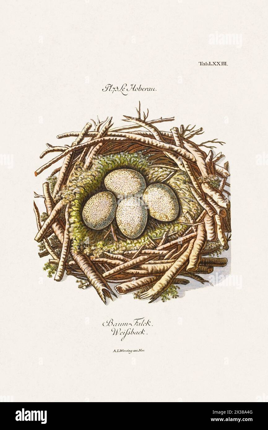 Vintage Bird Nest Illustration from a vintage book showcasing a ...