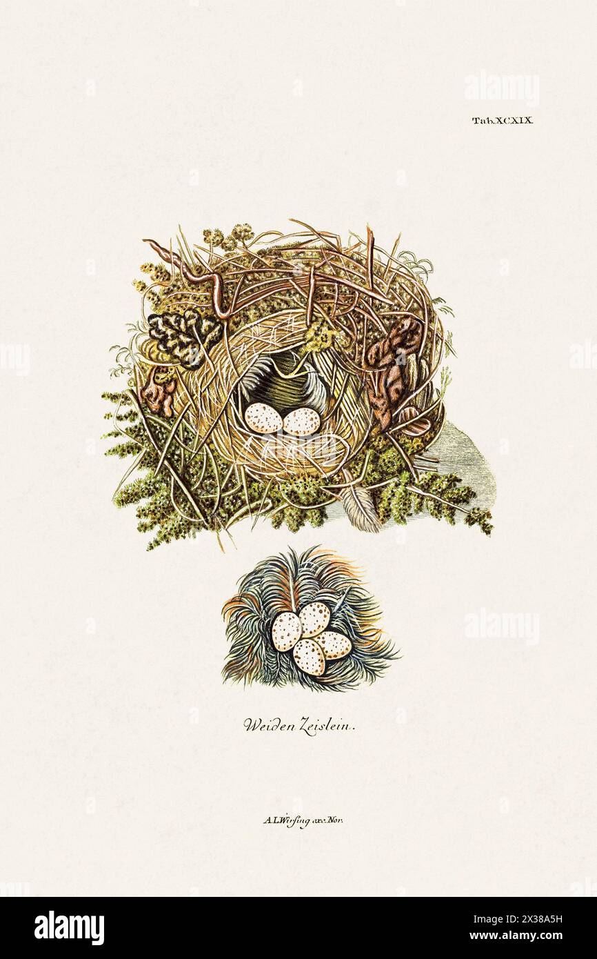 Vintage Bird Nest Illustration from a vintage book showcasing a ...