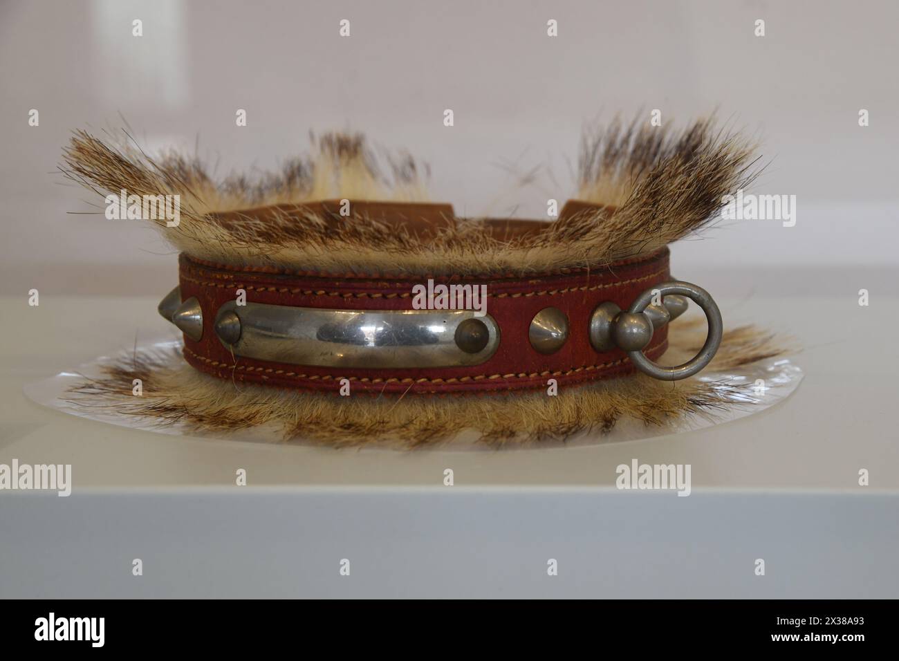 Medieval dog collar with badger hair Stock Photo - Alamy