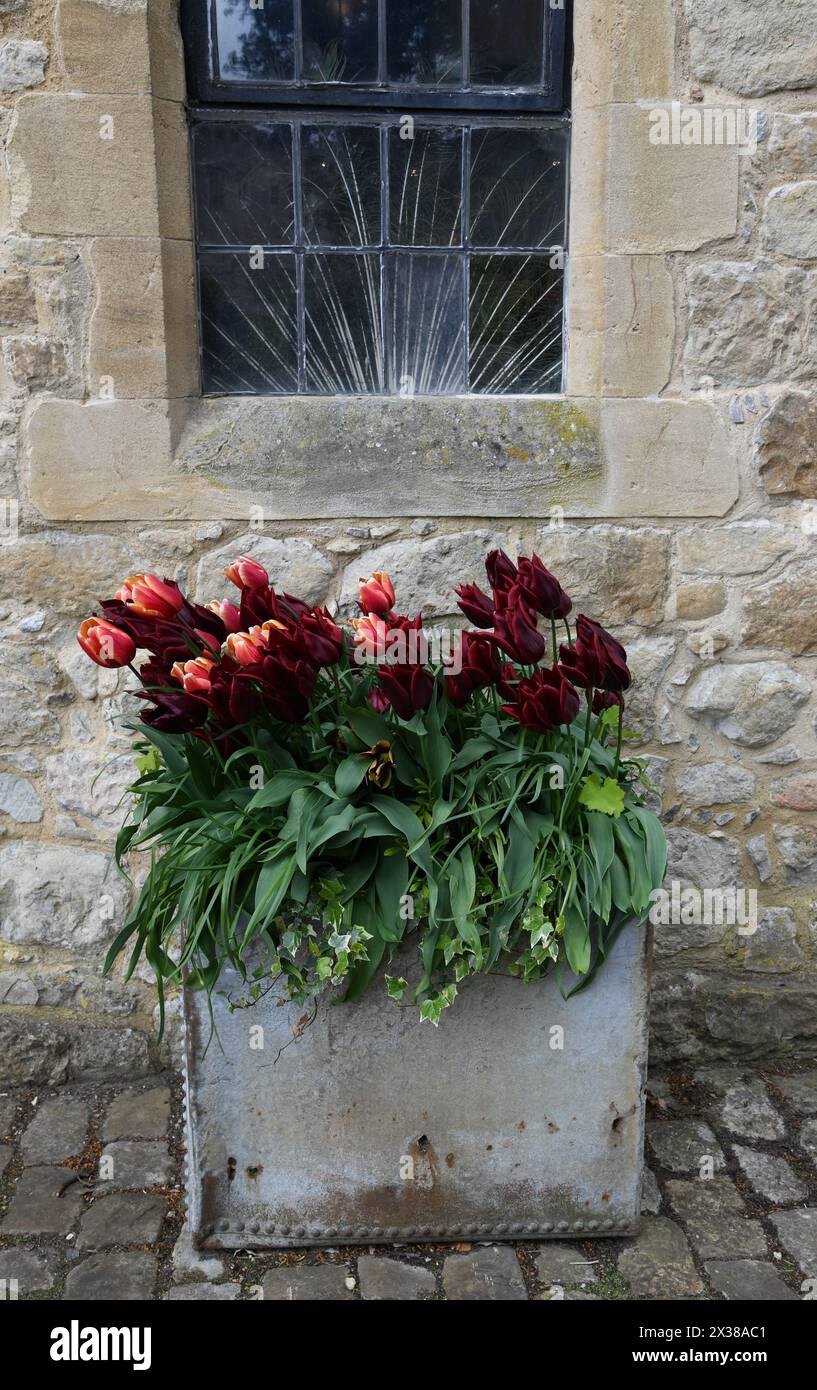 Tulips in water tanks hi-res stock photography and images - Alamy