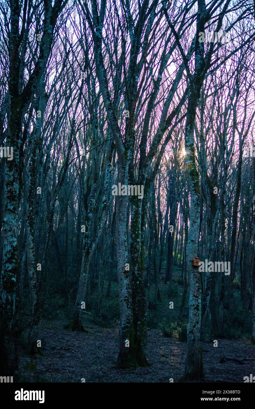 Under the soft twilight sky, trees and branches create enchanting ...