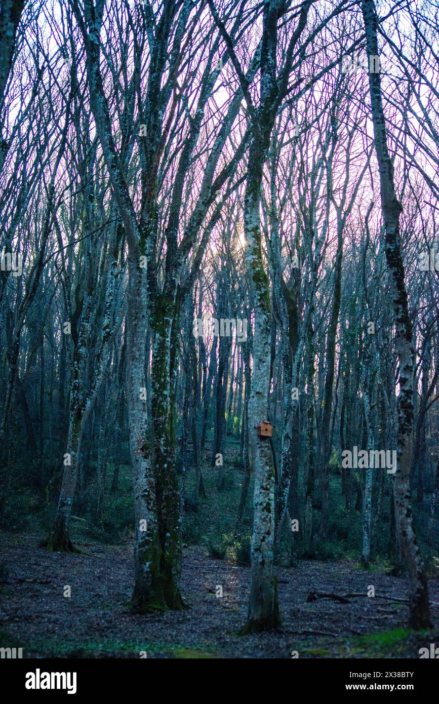 Under the soft twilight sky, trees and branches create enchanting ...