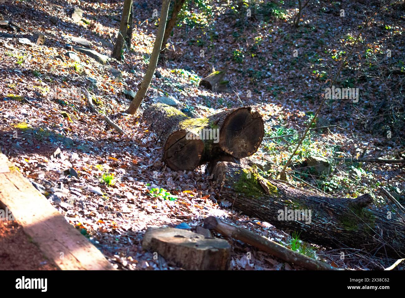 Giant tree trunks lay fallen, echoing the impact of human activity on ...