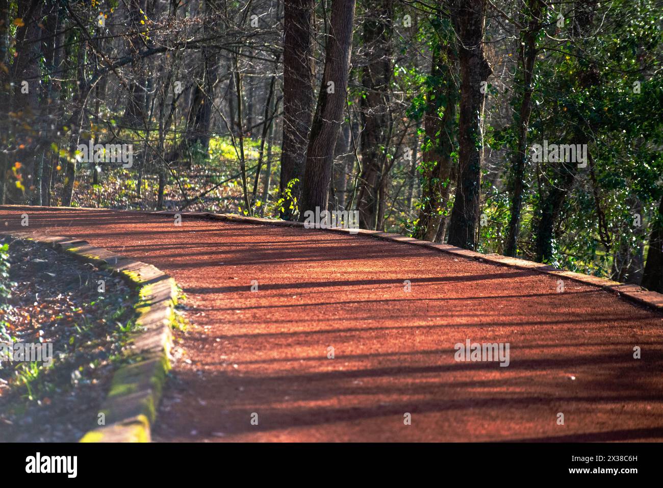 A scenic running road winds through the tranquil beauty of the forest ...