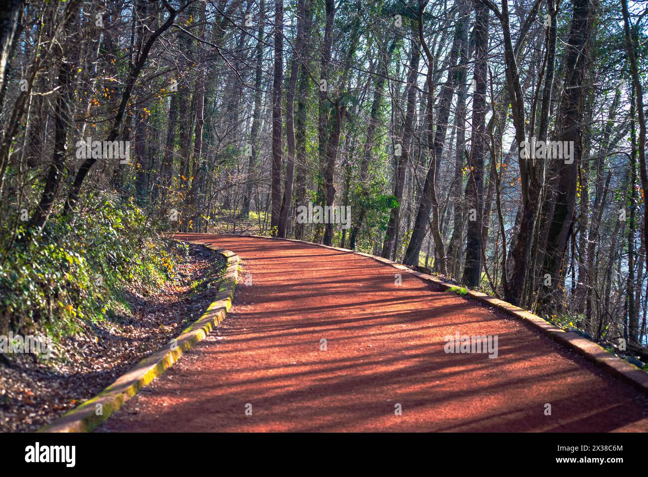 A scenic running road winds through the tranquil beauty of the forest ...