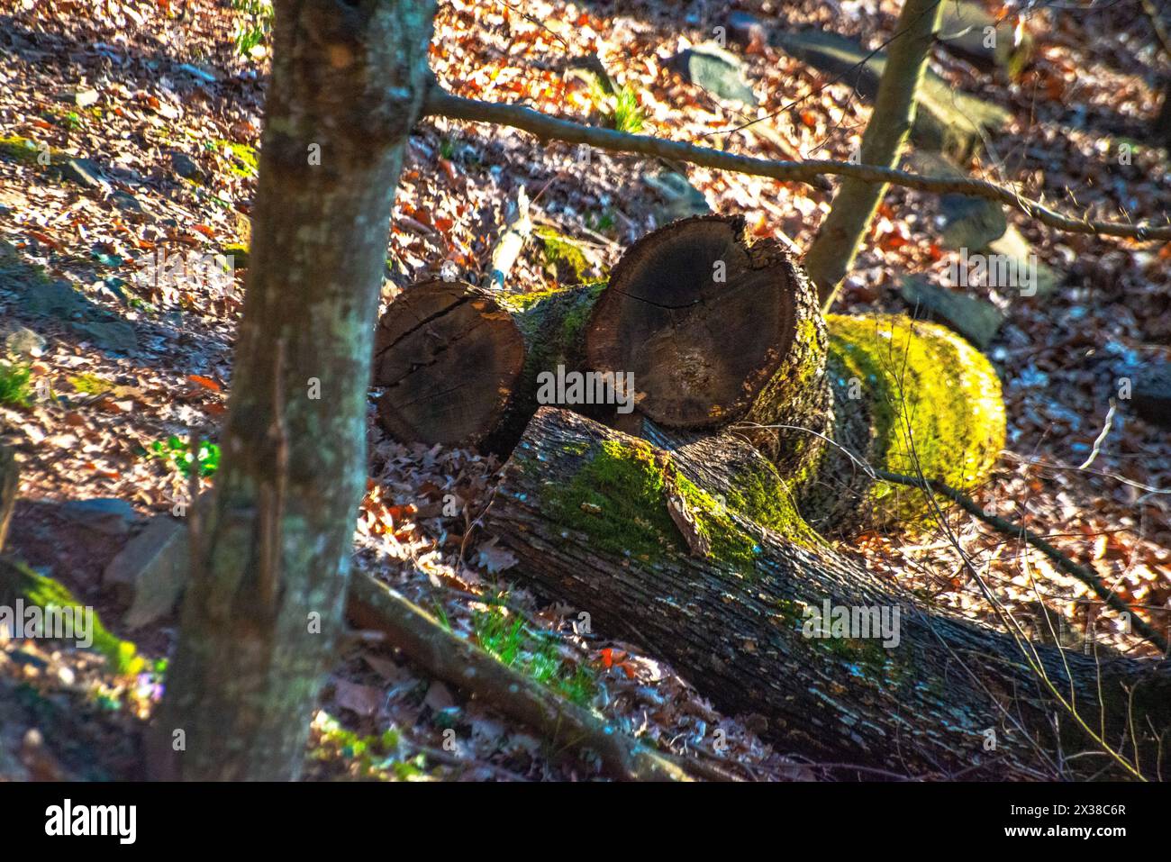 Giant tree trunks lay fallen, echoing the impact of human activity on ...