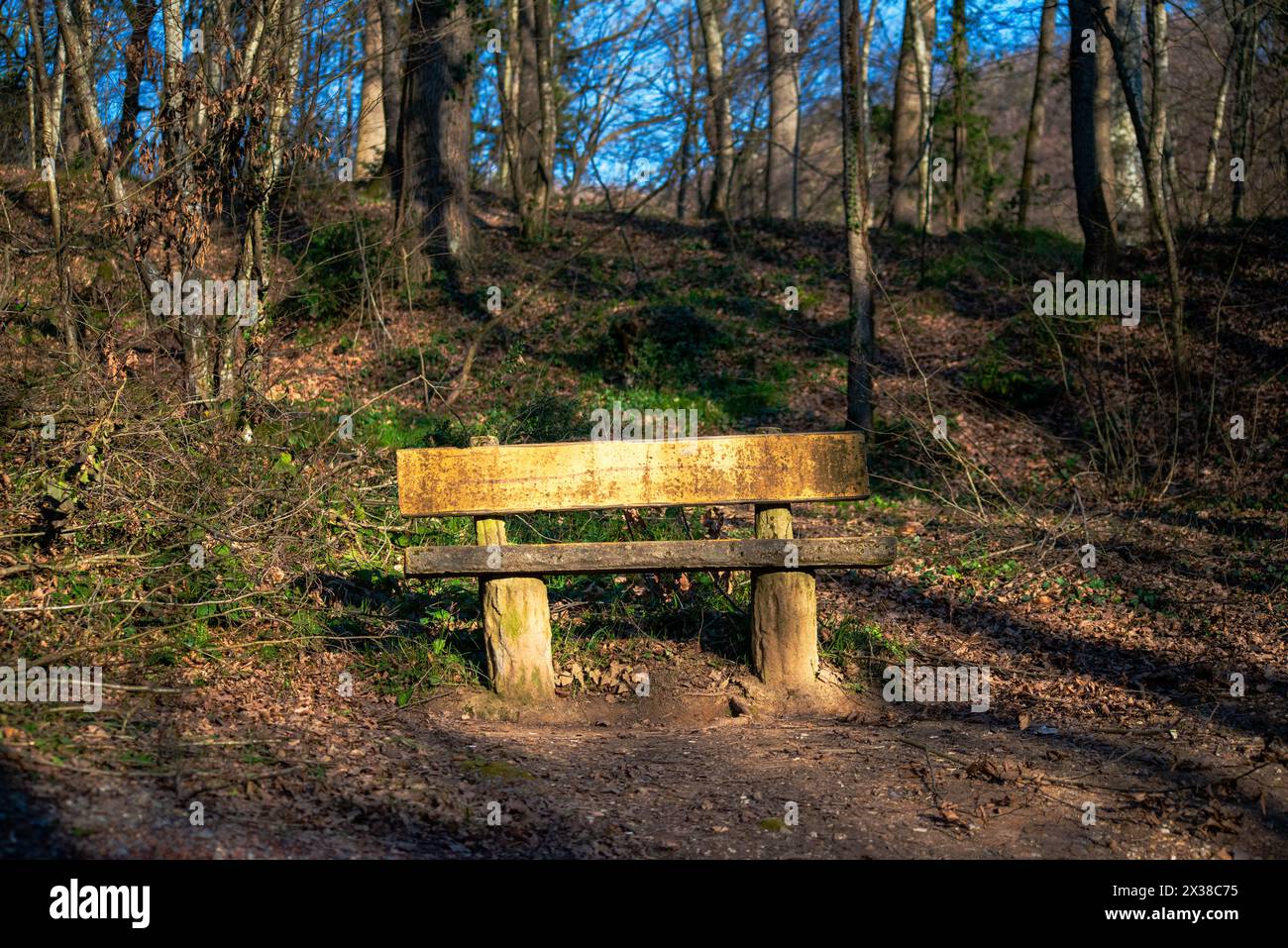 An empty bench bathed in sunlight offers a serene spot for quiet contemplation amidst the ...