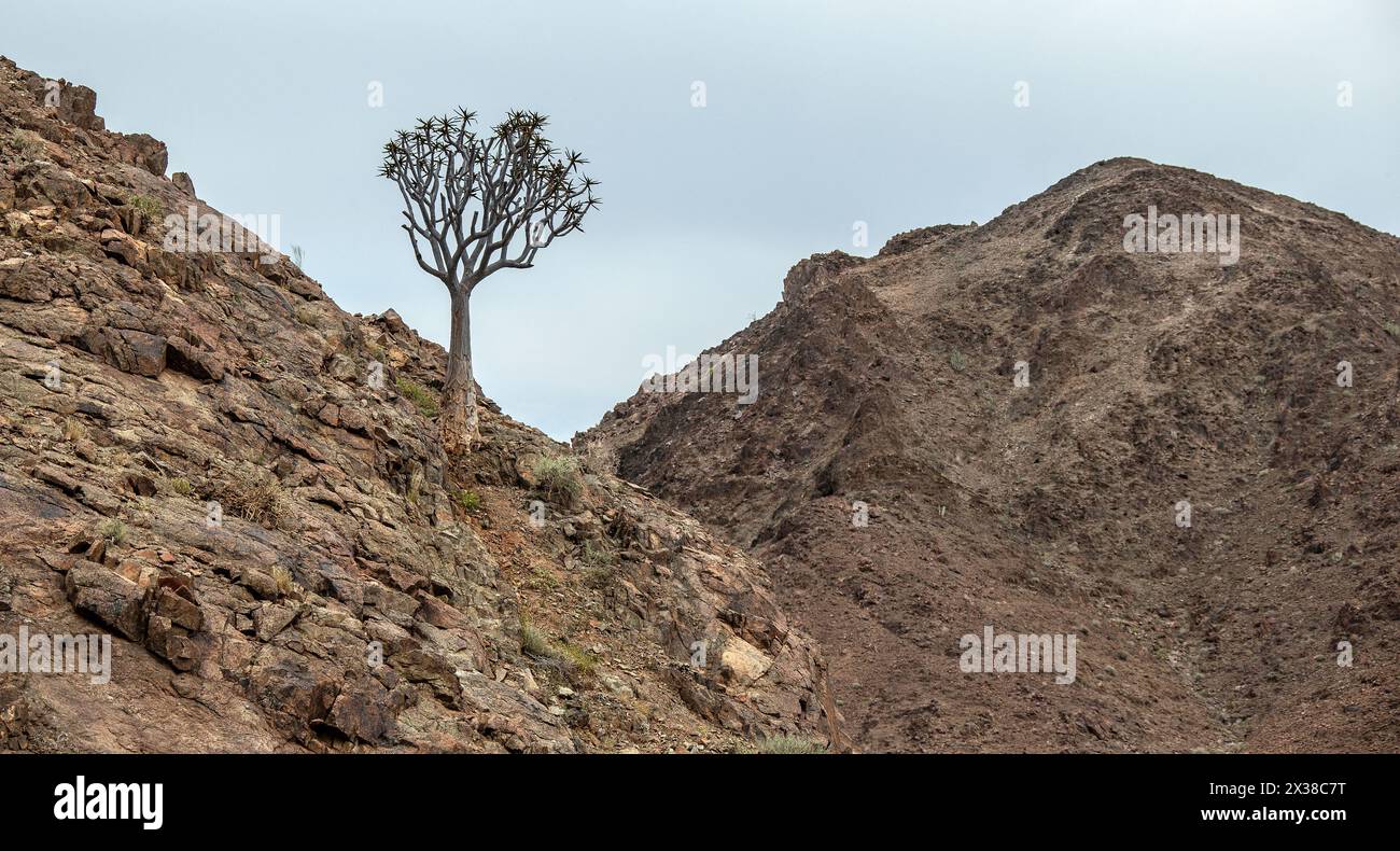A quiver tree up in the vee between two hills on the Orange River in ...
