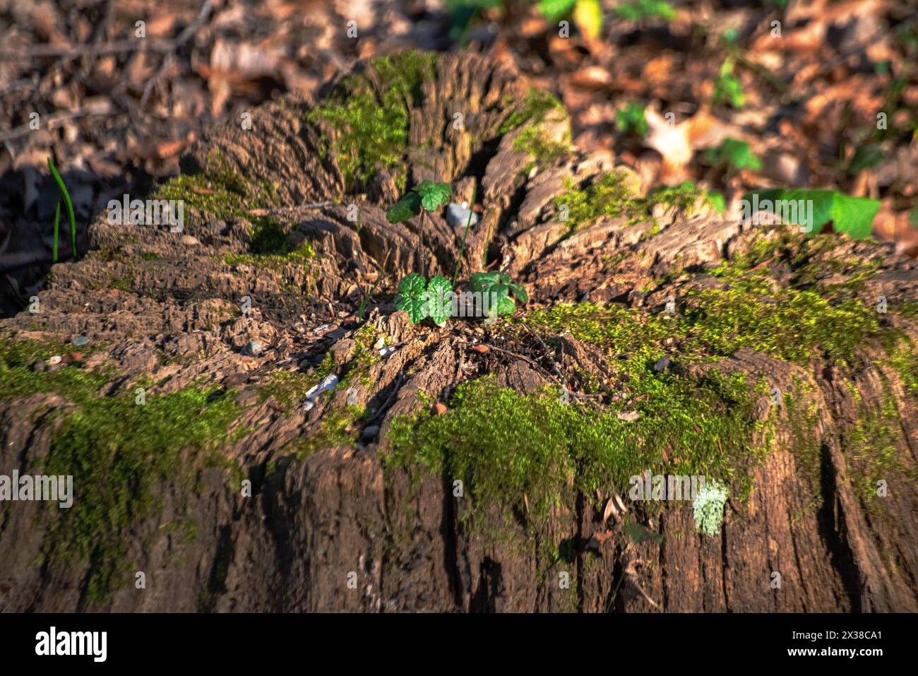 A massive tree trunk lies felled in the forest, a reminder of human ...