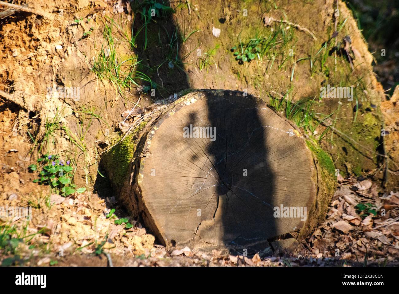 A massive tree trunk lies felled in the forest, a reminder of human ...