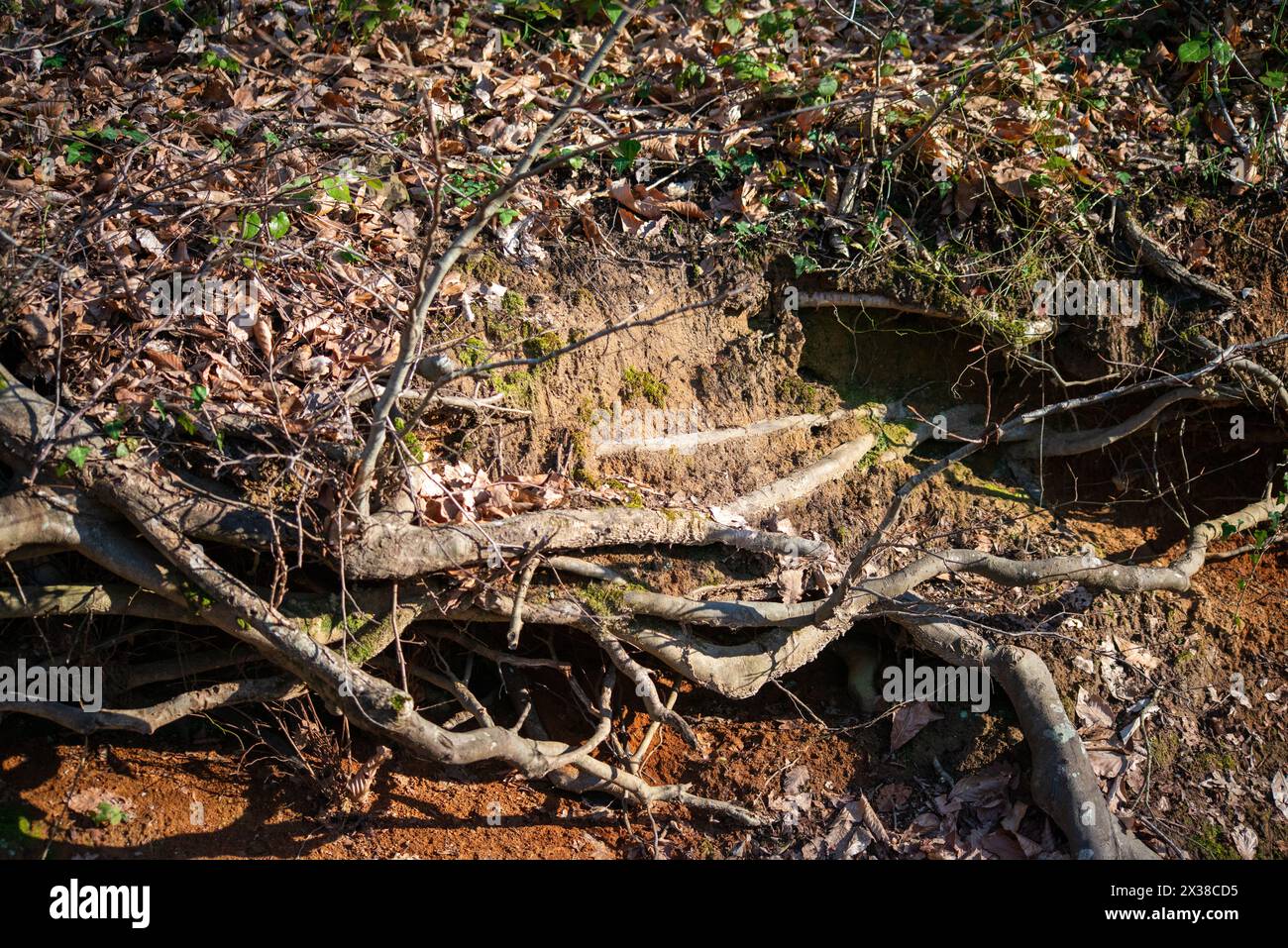 An intricate network of tree roots lies beneath the soil, silently ...