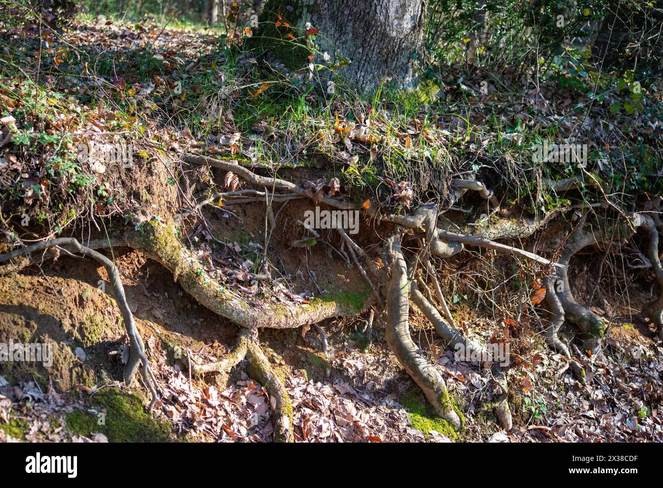 Tree roots underground hi-res stock photography and images - Alamy