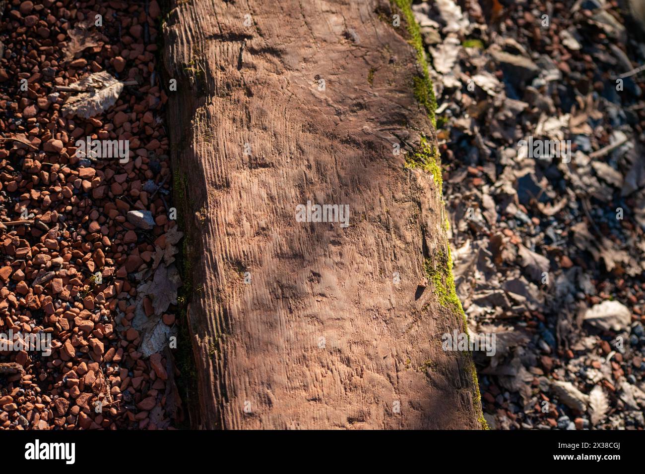 A running road's edge gracefully follows the forest ground, offering a ...