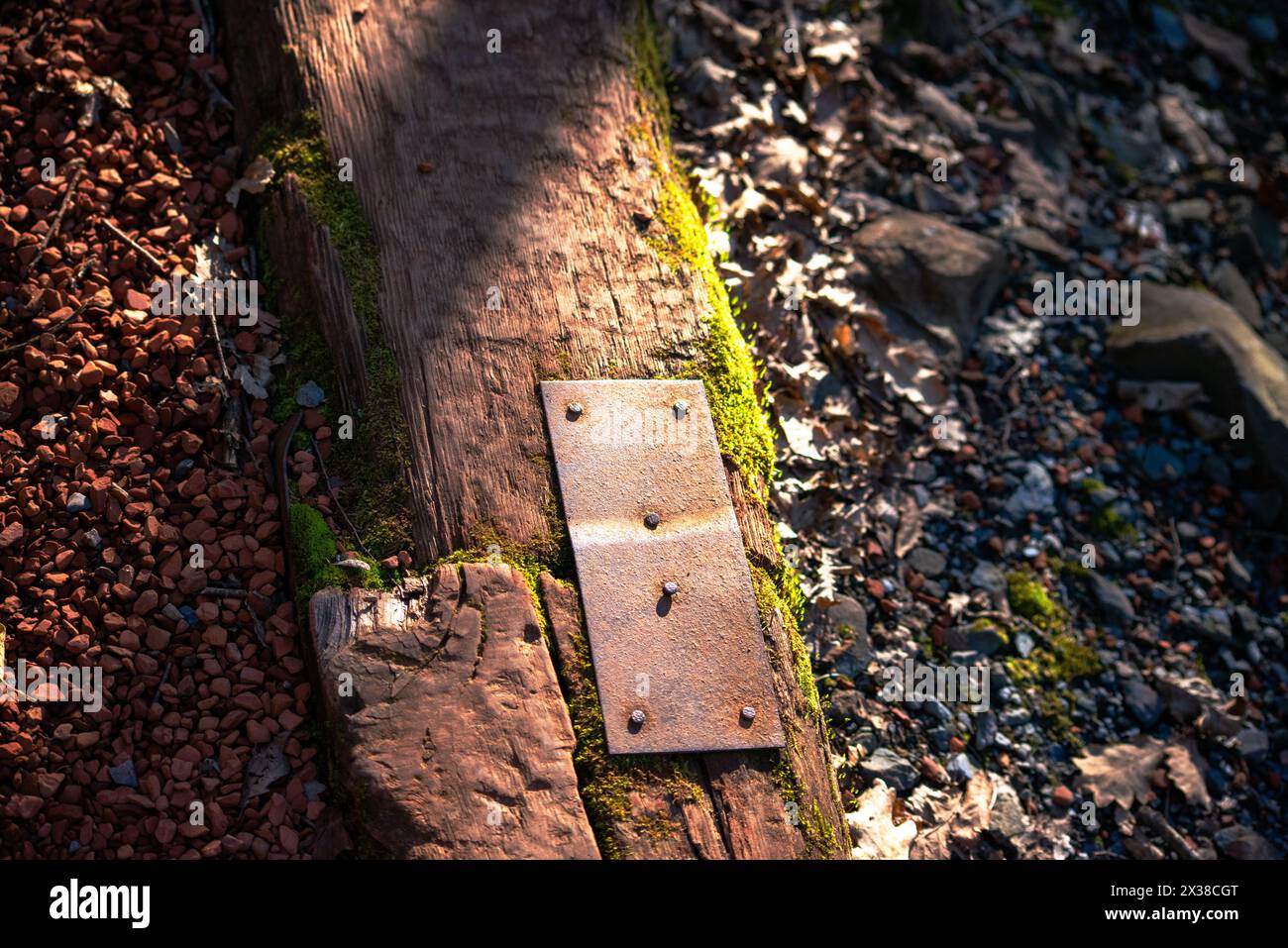 A running road's edge gracefully follows the forest ground, offering a ...