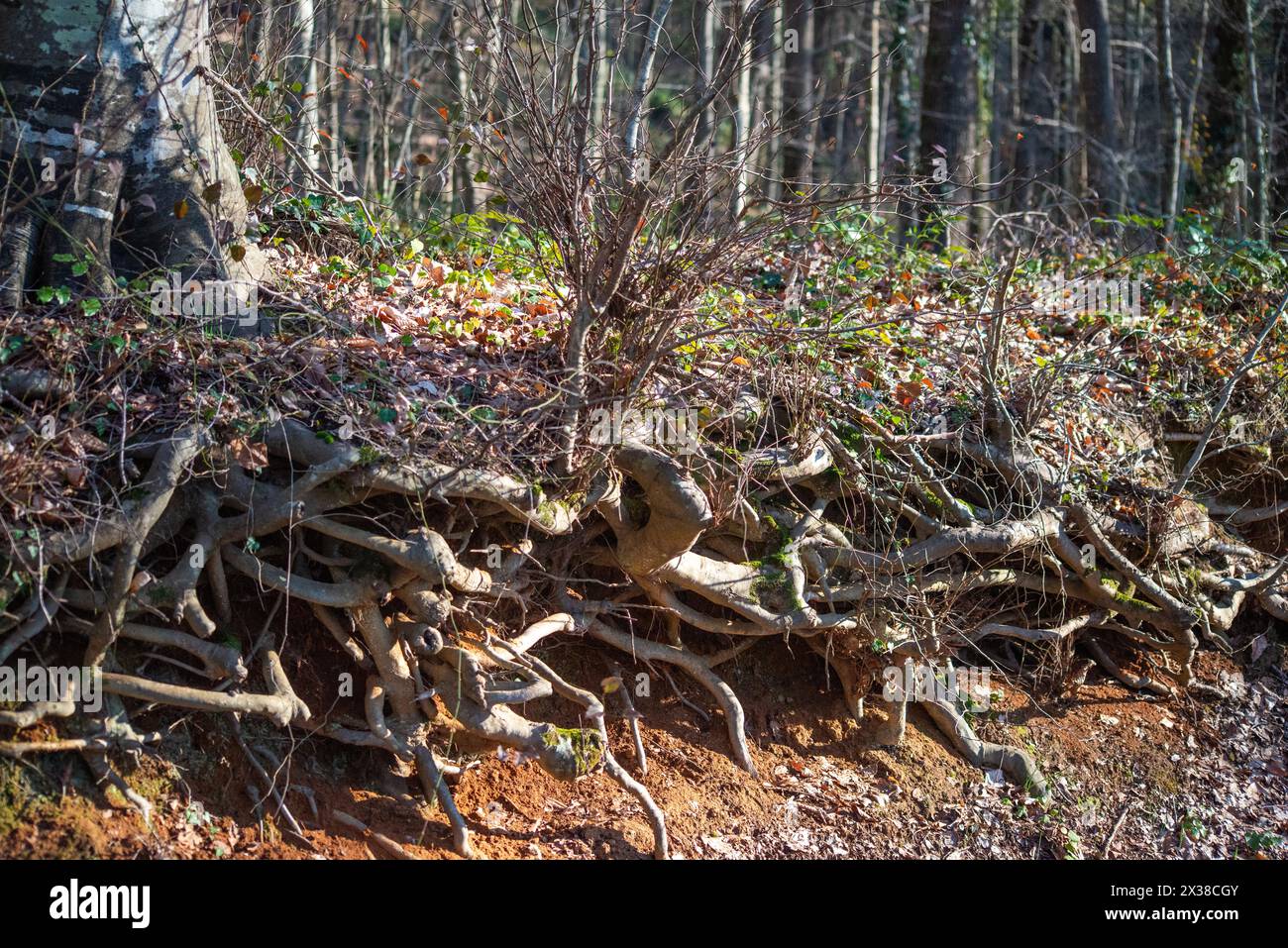 An intricate network of tree roots lies beneath the soil, silently ...