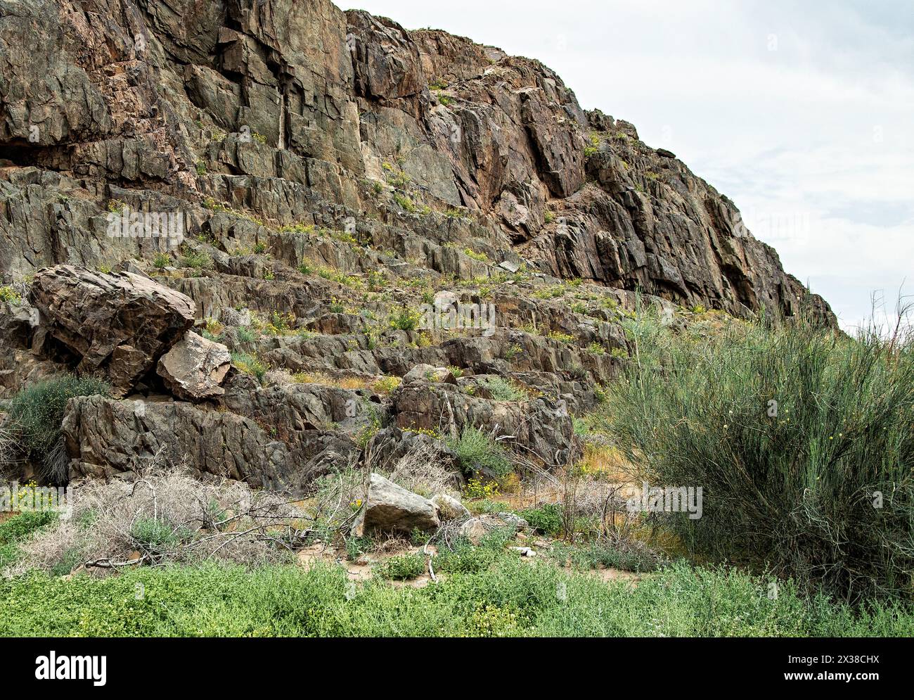 A cliff with yellow desert flowers in the rainy season in Namibia Stock ...