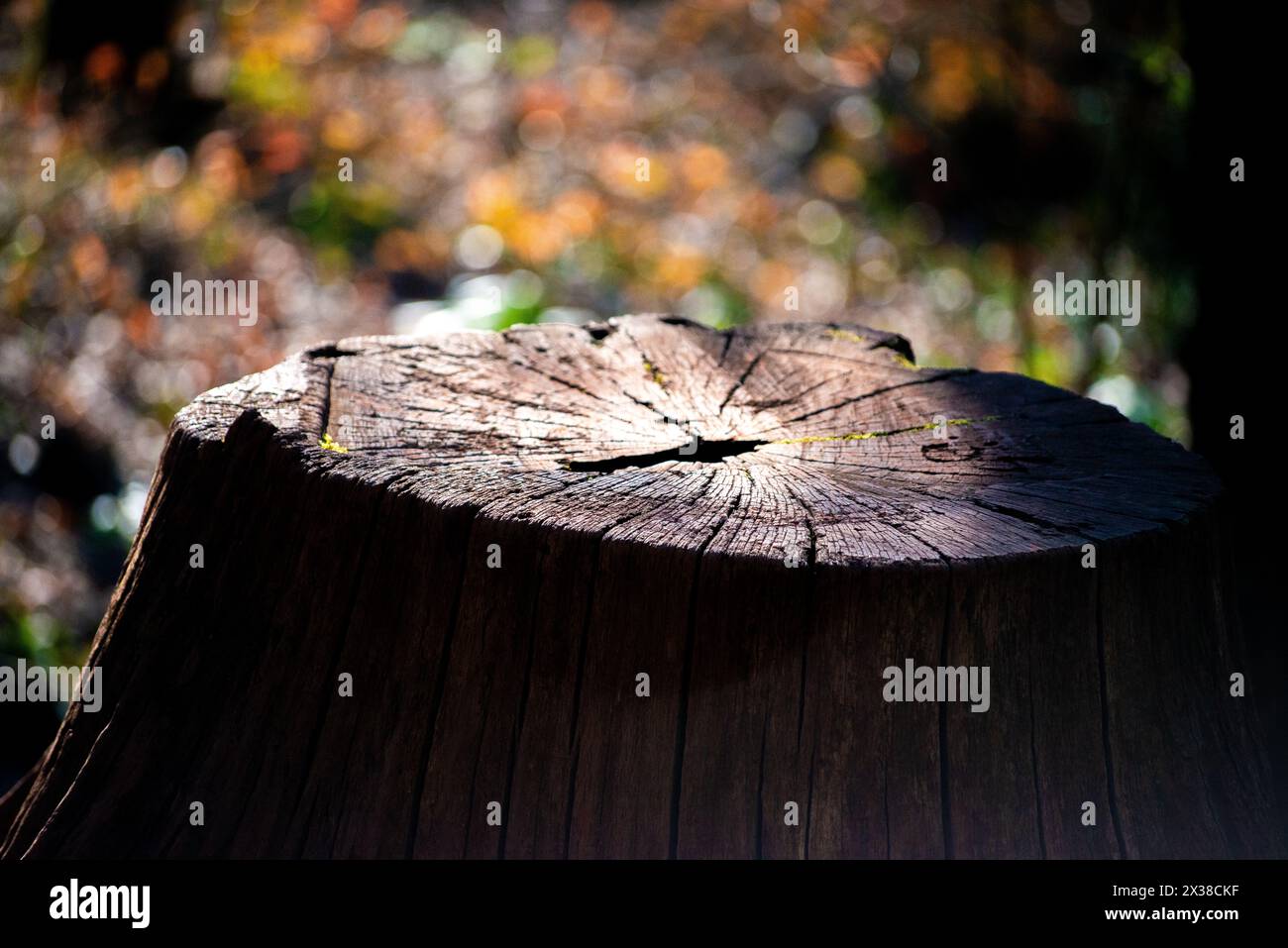 A giant tree lies felled in the forest, a stark reminder of human ...