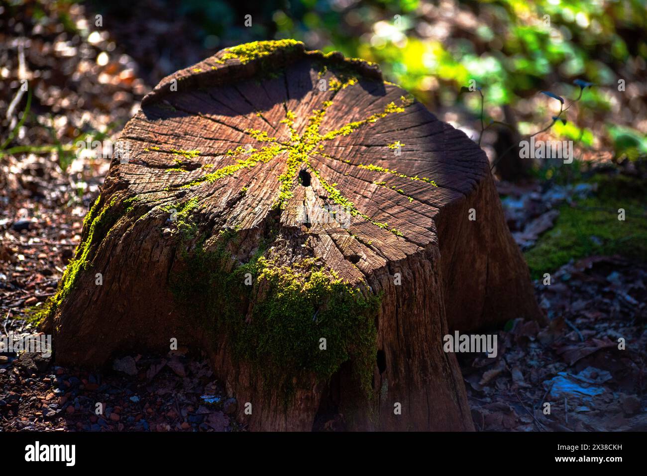 A giant tree lies felled in the forest, a stark reminder of human ...