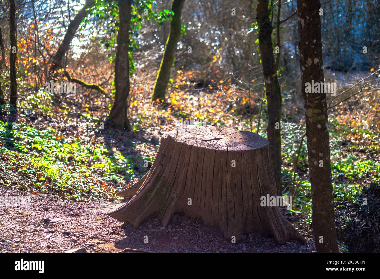 A giant tree lies felled in the forest, a stark reminder of human ...