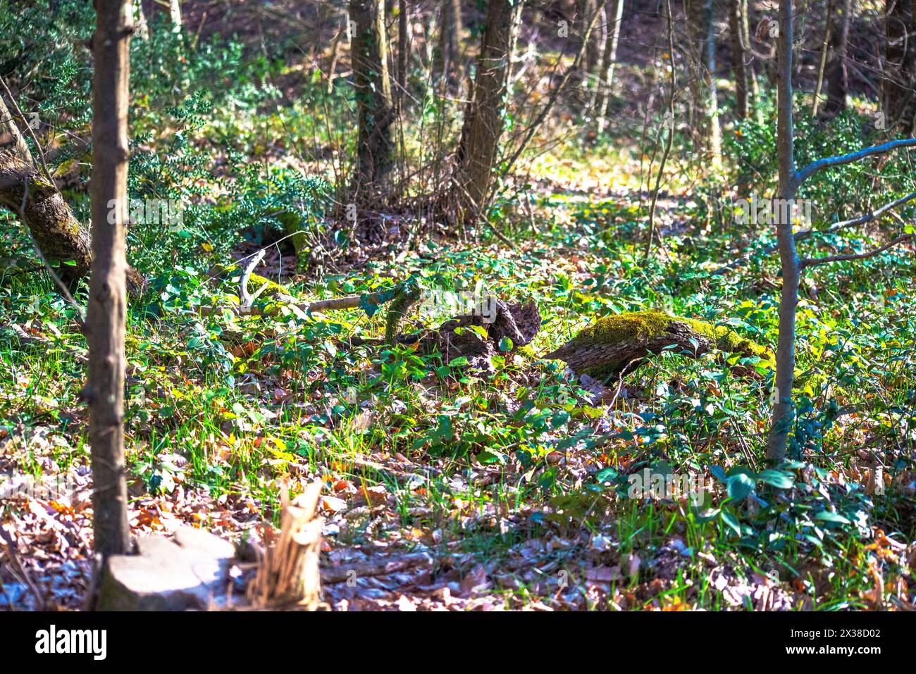 Green leaves and bushes adorn the forest floor, creating a lush carpet ...