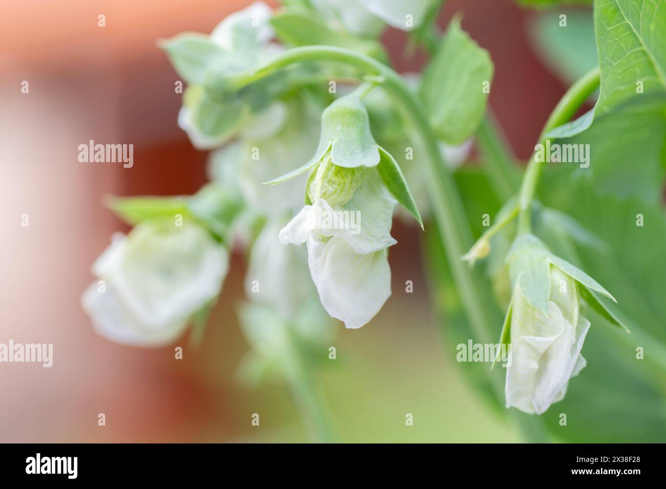 Closeup of the delicate white flowers of a pea plant, Pisum sativum ...