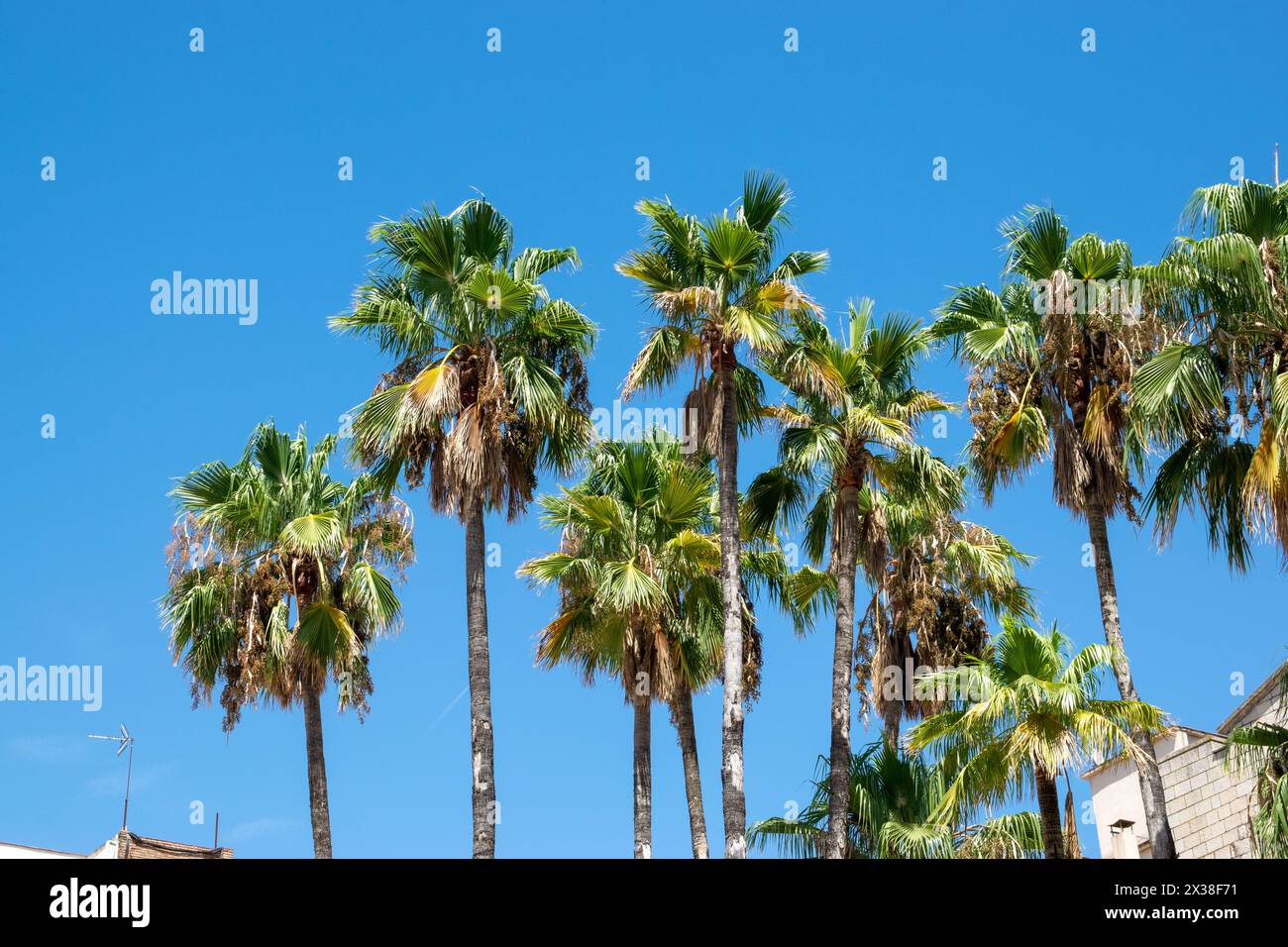 Exotic Palm trees in Spain with sky background. Summer tine and sun ...