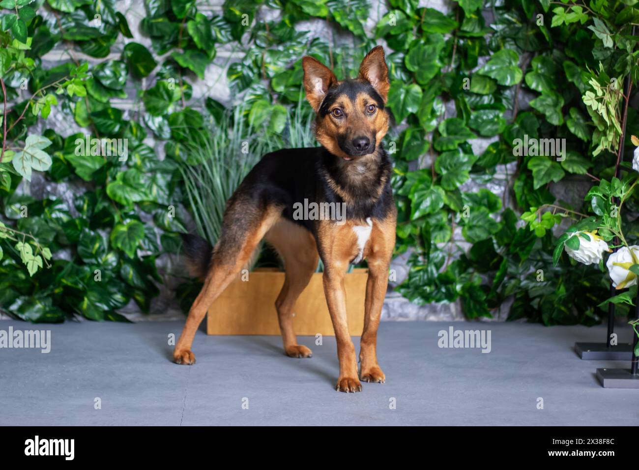 An Old German Shepherd Dog, a herding breed and working dog known as ...