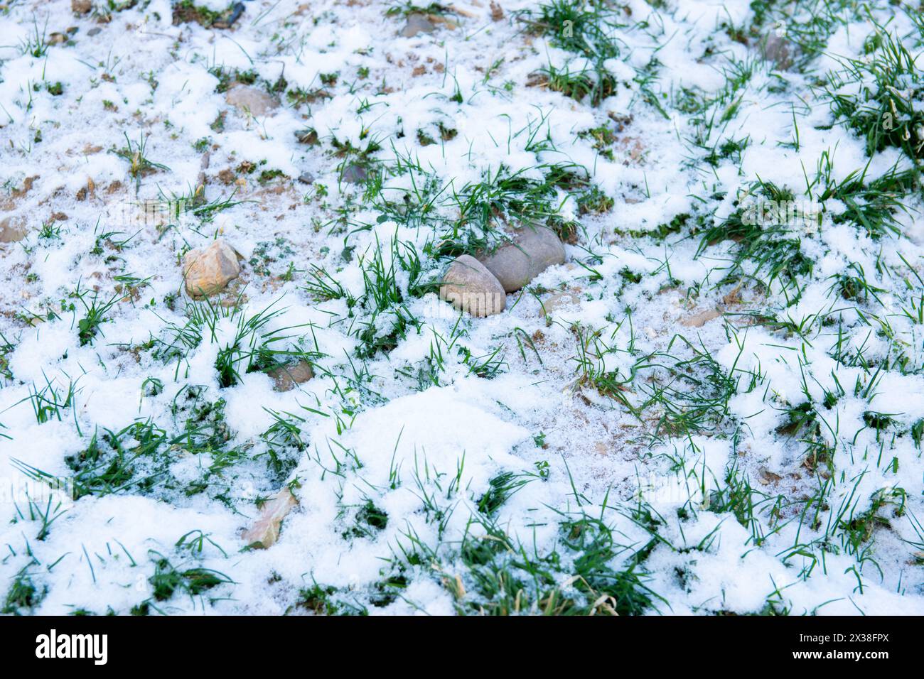 Green grass with much white snow in the day. Winter background Stock ...