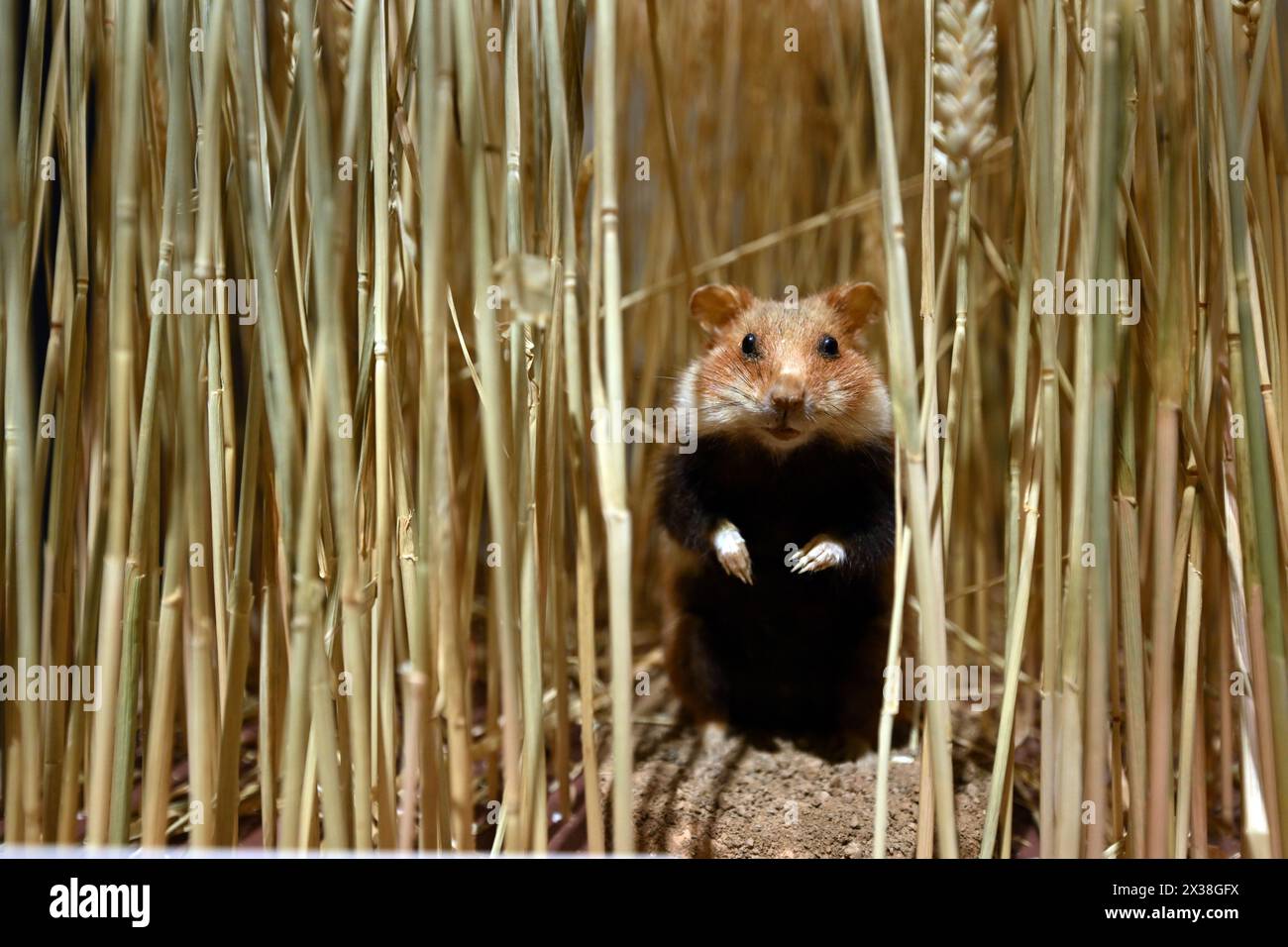 Gotha, Germany. 25th Apr, 2024. The specimen of a field hamster can be ...