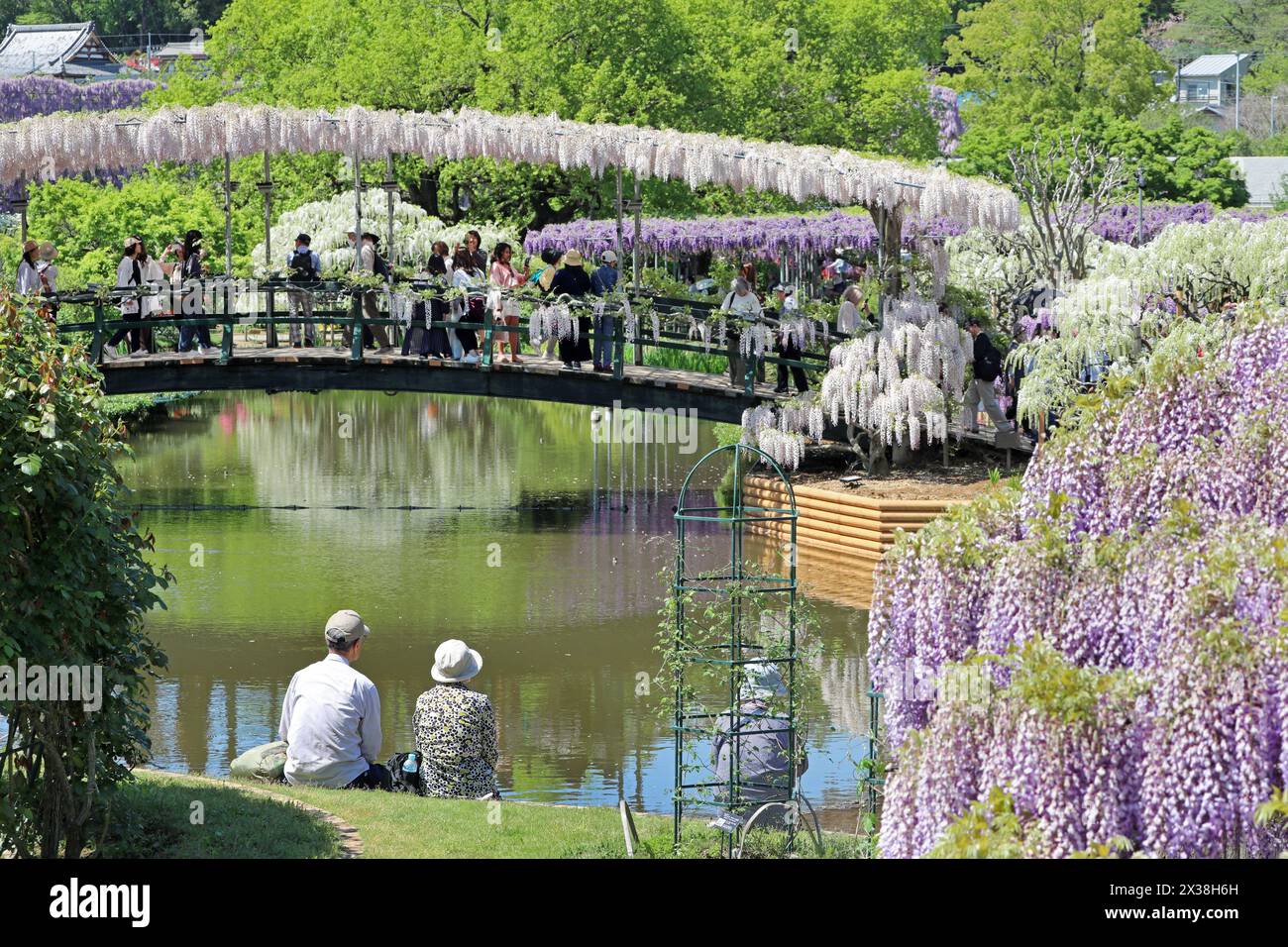 Ashikaga, Japan. 25th Apr, 2024. Visitors photograph white Wisteria ...