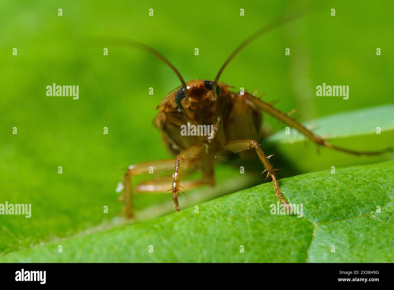 Macro, Close-up of a red cockroach, or Prusak (Latin Blattella ...