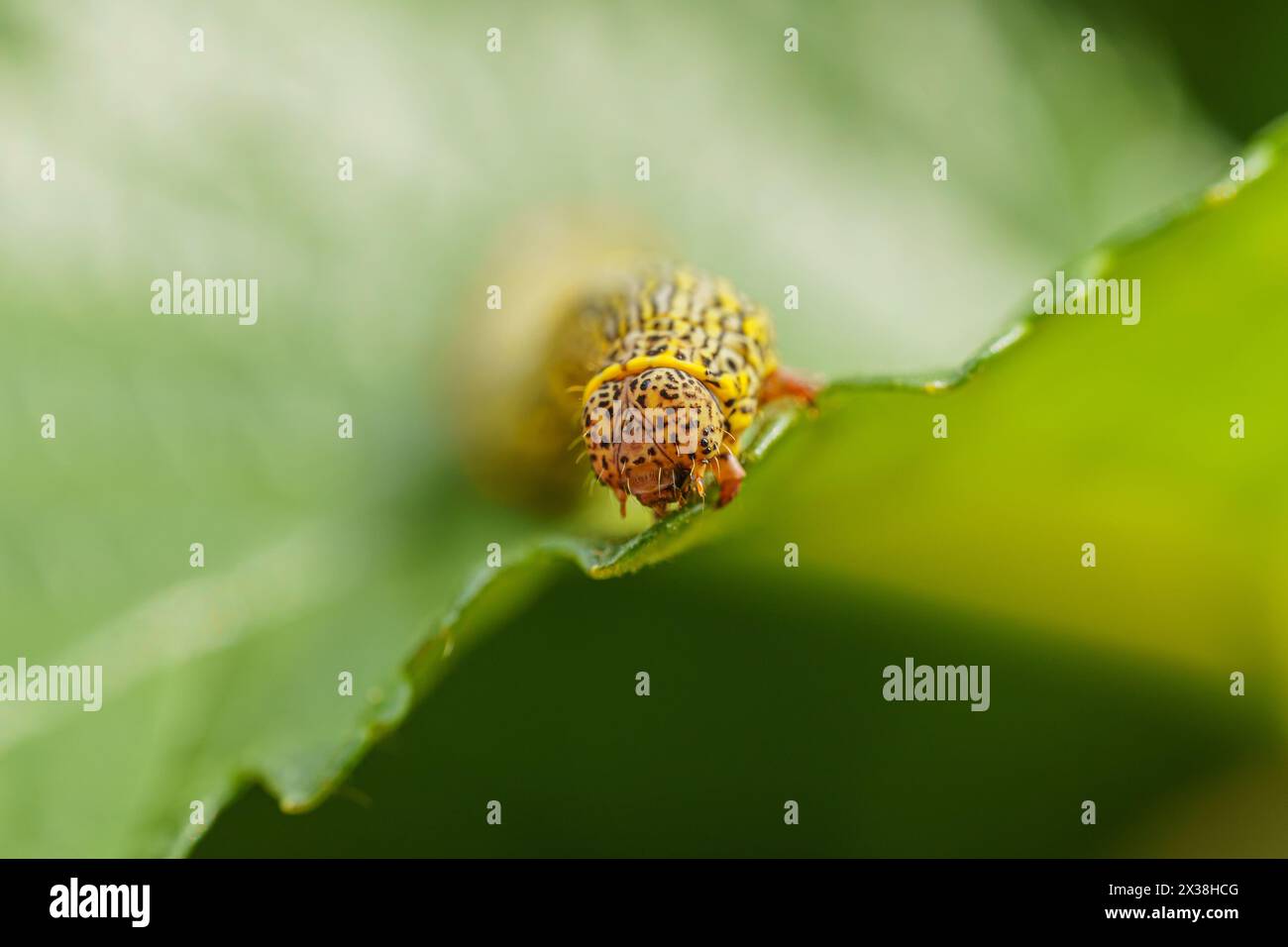 The fall armyworm is an insect that can cause significant damage to ... The fall armyworm is an insect that can cause significant damage to ...