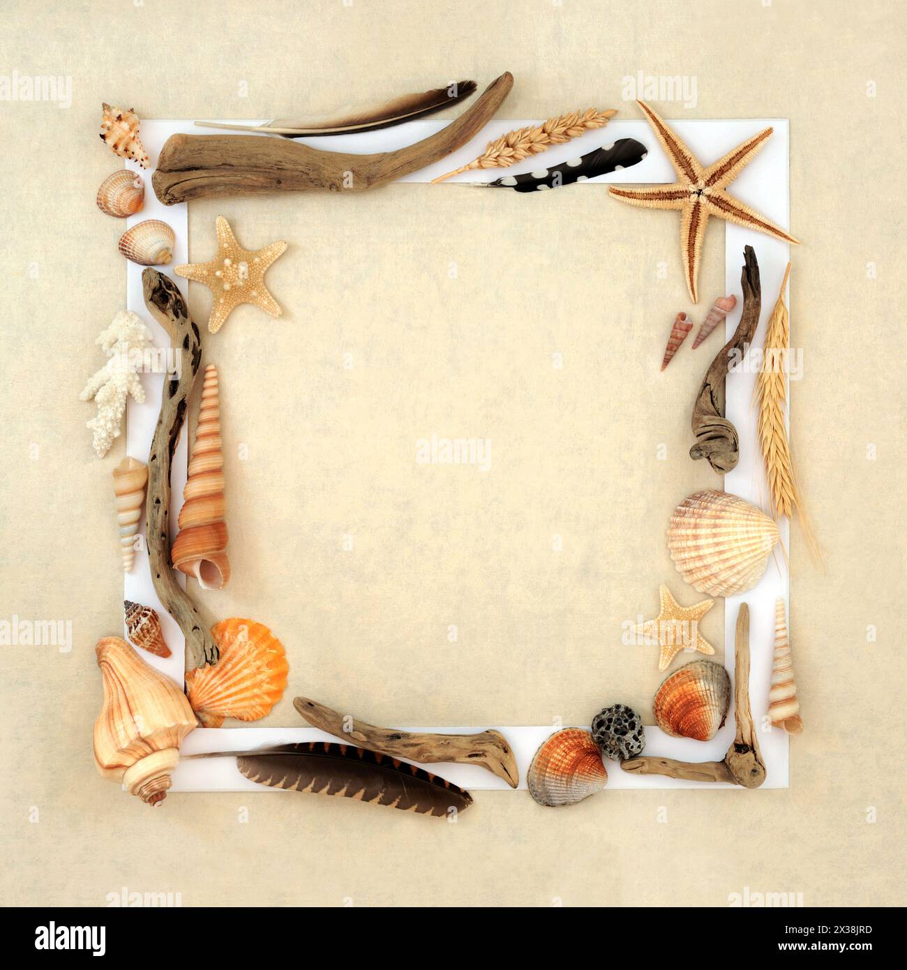 Natural abstract nature frame background with driftwood, seashells ...