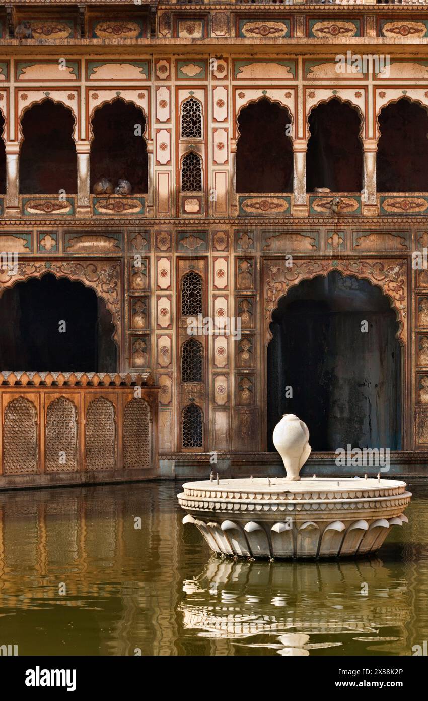 India, Rajasthan, Jaipur, indian monkeys in one of the many hindu ...
